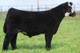 Getcha Some • Cattle Visions • Premier Multi-Breed Online Semen Distributor