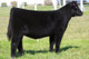 Getcha Some • Cattle Visions • Premier Multi-Breed Online Semen Distributor