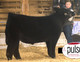 Here I Am • Cattle Visions • Premier Multi-Breed Online Semen Distributor