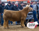 In God We Trust (IGWT) • Cattle Visions • Premier Multi-Breed Online ...