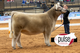 In God We Trust (IGWT) • Cattle Visions • Premier Multi-Breed Online ...