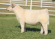 In God We Trust (IGWT) • Cattle Visions • Premier Multi-Breed Online ...