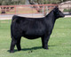 GOET I-80 - CATTLE VISIONS