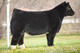 Maternal Perfection • Cattle Visions • Premier Multi-Breed Online Semen ...