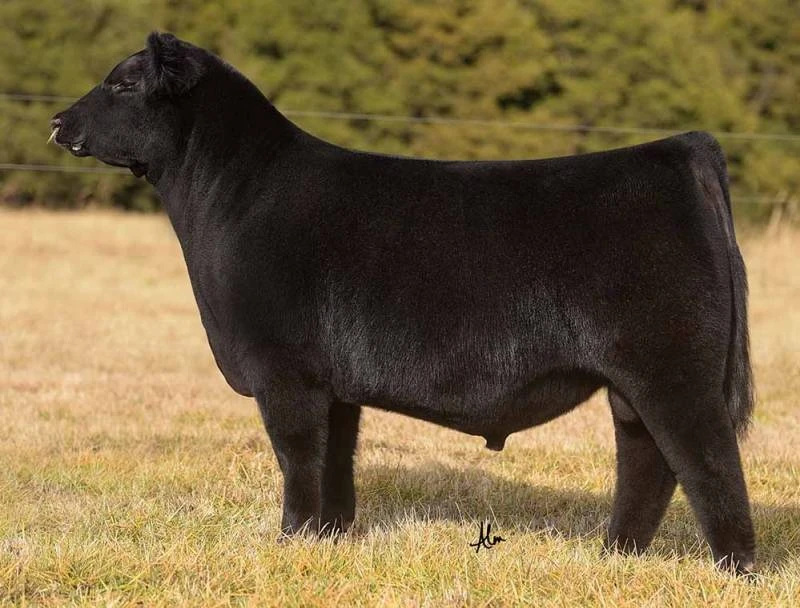 ROSE MC Encore 0463 • Cattle Visions • Premier Multi-Breed Online Semen ...