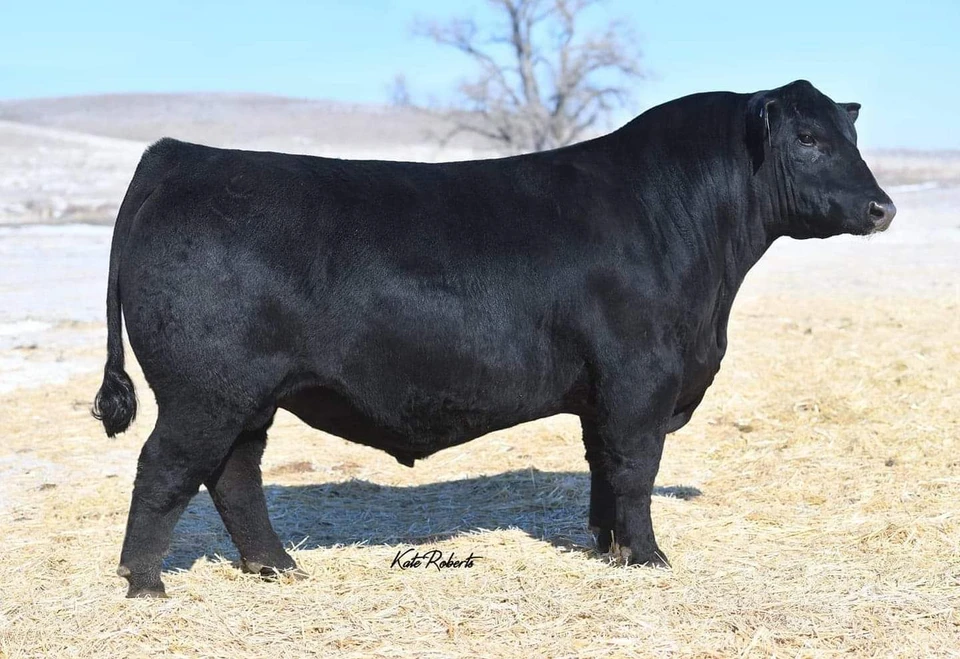 Sitz Resilient 10208 • Cattle Visions • Premier Multi-Breed Online ...