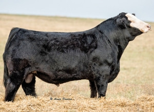 SSC SHELL SHOCKED 44B • Cattle Visions • Premier Multi-Breed Online ...