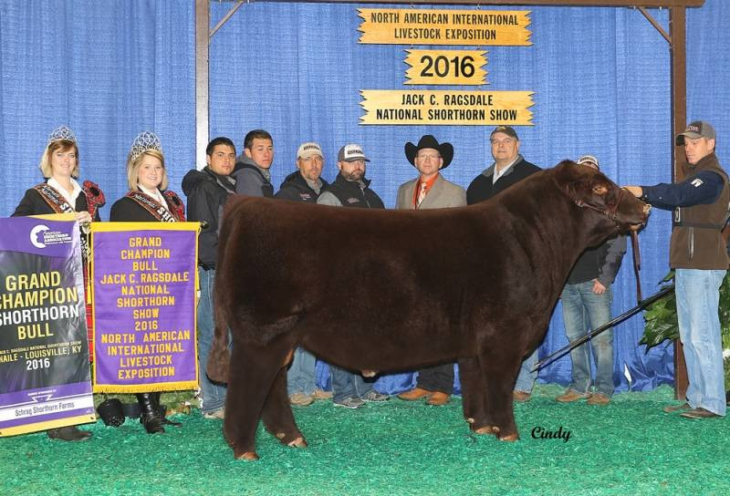 SULL RGLC LEGACY 525 • Cattle Visions • Premier Multi-Breed Online ...