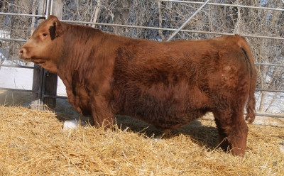 KBHR CHARGER K102 • Cattle Visions • Premier Multi-Breed Online Semen ...