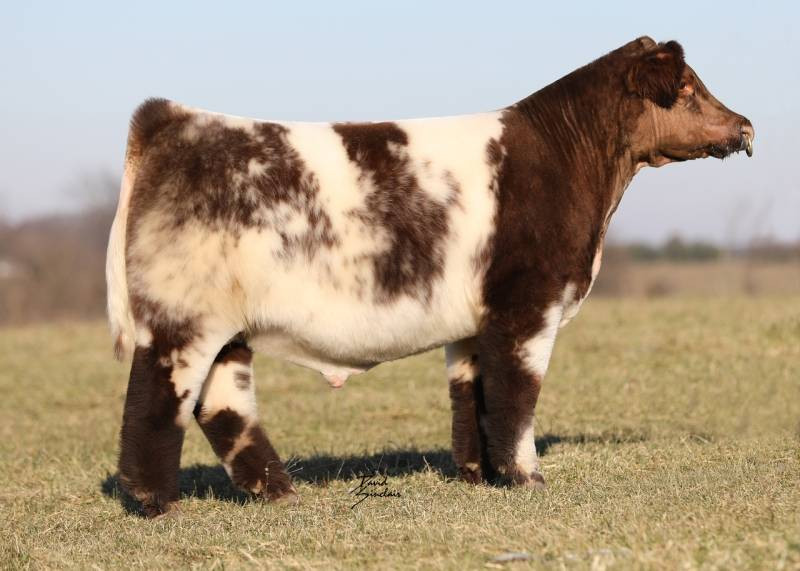 Cattle Visions | America's Premier Multi-Breed Semen Distributor