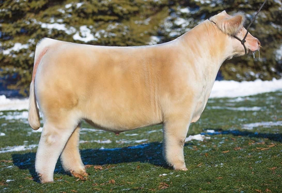 In God We Trust (IGWT) • Cattle Visions • Premier Multi-Breed Online ...