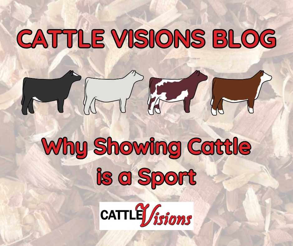 Why Showing Cattle is a Sport - CATTLE VISIONS