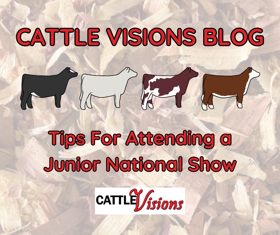 Tips for Attending a Junior National Show - CATTLE VISIONS