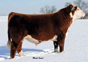 PURPLE MB WOMANIZER 14U • Cattle Visions • Premier Multi-Breed Online ...