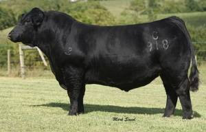 ROCKING P LEGENDARY C918 • Cattle Visions • Premier Multi-Breed Online ...