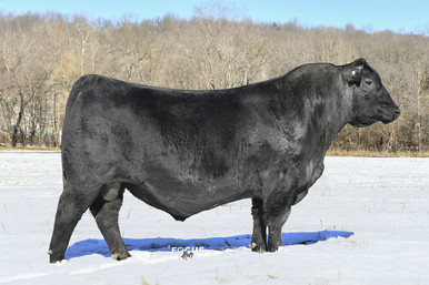 SAV Ease 0840 • Cattle Visions • Premier Multi-Breed Online Semen ...