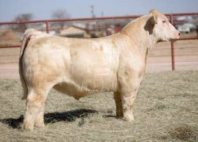 Mimms Snow Goose • Cattle Visions • Premier Multi-Breed Online Semen ...
