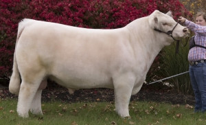 SRV Quiet Man (Green)(Heifer Plus) - CATTLE VISIONS