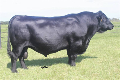 SydGen FATE 2800 • Cattle Visions • Premier Multi-Breed Online Semen ...