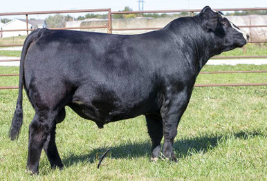 TSB ATOMIC COWBOY H031 • Cattle Visions • Premier Multi-Breed Online ...