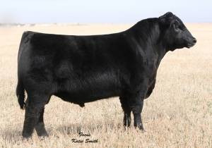 Bushs Sure Deal 33 • Cattle Visions • Premier Multi-Breed Online Semen ...