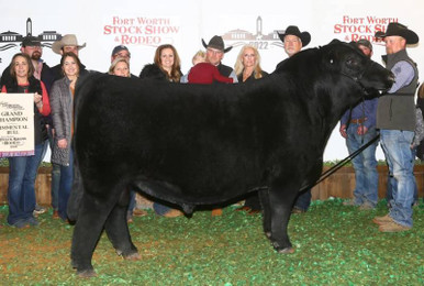 ROCKING P PRIVATE STOCK H010 • Cattle Visions • Premier Multi-Breed ...