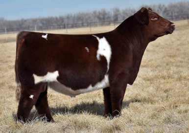 CF S/F Upper Hand X ET • Cattle Visions • Premier Multi-Breed Online ...