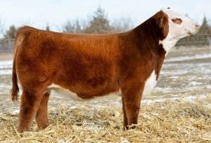 CHEZ AA NEXT LEVEL • Cattle Visions • Premier Multi-Breed Online Semen ...
