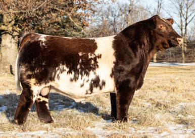 FF PURSUIT 6H • Cattle Visions • Premier Multi-Breed Online Semen Distributor