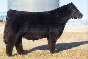 Driven 80 • Cattle Visions • Premier Multi-Breed Online Semen Distributor