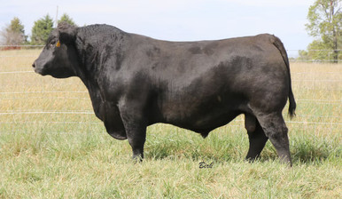 Musgrave Rob Roy • Cattle Visions • Premier Multi-Breed Online Semen ...