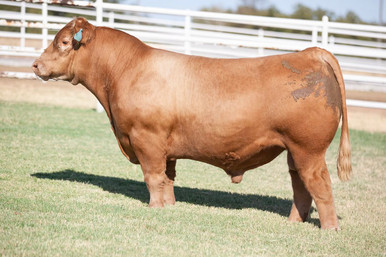 1 Eleven In The Blood - CATTLE VISIONS