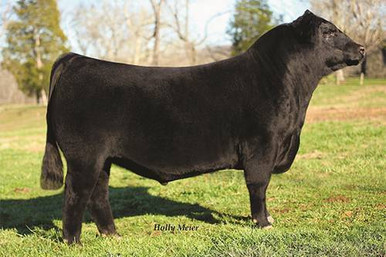 Gambles Safe Bet • Cattle Visions • Premier Multi-Breed Online Semen ...