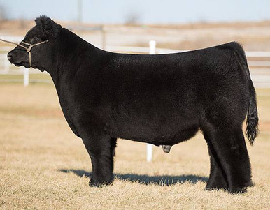 Honest Abe • Cattle Visions • Premier Multi-Breed Online Semen Distributor