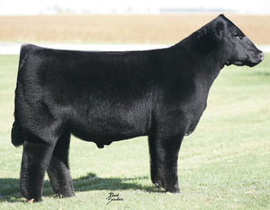 GOET I-80 - CATTLE VISIONS