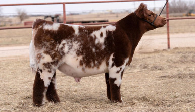 Seven - CATTLE VISIONS