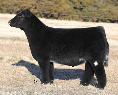 PDM GCC Somethin Else ET - CATTLE VISIONS