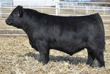 TJ Flat Iron 259G - CATTLE VISIONS