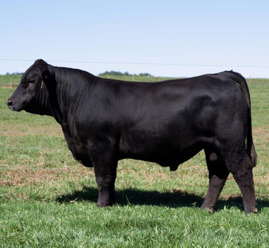 SJMR Jet Stream 106J - CATTLE VISIONS
