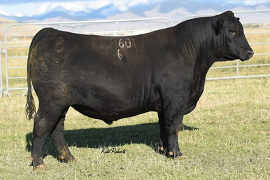 Sitz Profile 1160 (1/4cc) - CATTLE VISIONS