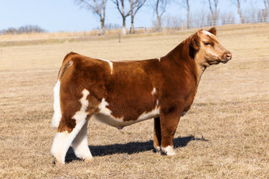 WEIS Devil You Know 116L - CATTLE VISIONS