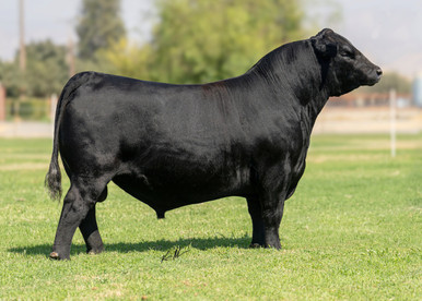 Colburn ICON 2320 - CATTLE VISIONS