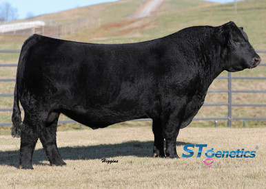 SAV Extension 6856 - CATTLE VISIONS