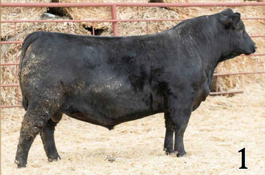 T/D Encore 2732 - CATTLE VISIONS