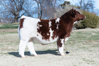 CSF KSS Trademark 1872 - CATTLE VISIONS
