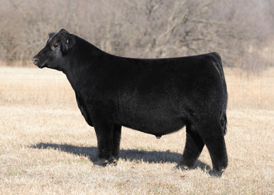 Conley Stallion 430M - CATTLE VISIONS