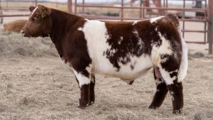 Perfect Connection Cattle Visions