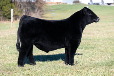 LLSF Point Of Proof M741 - CATTLE VISIONS