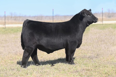 NORR Exit 313 407L - CATTLE VISIONS