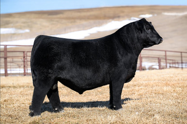 Styles Reset E016 - CATTLE VISIONS